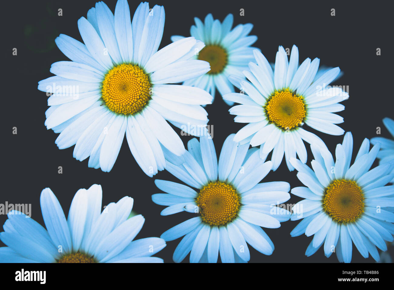 The daisy group hi-res stock photography and images - Alamy