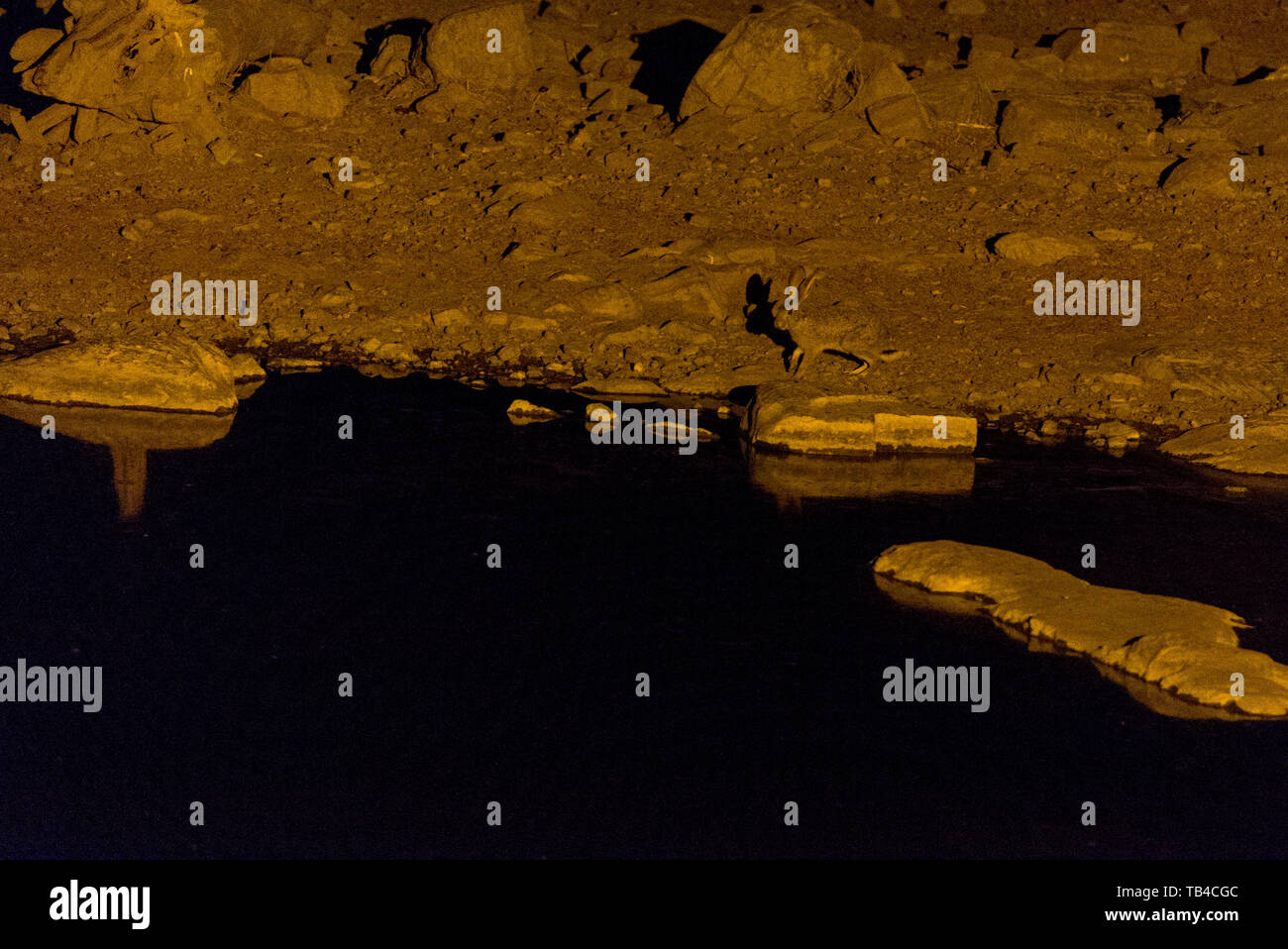 A rabbit at night in Namibia desert Stock Photo - Alamy