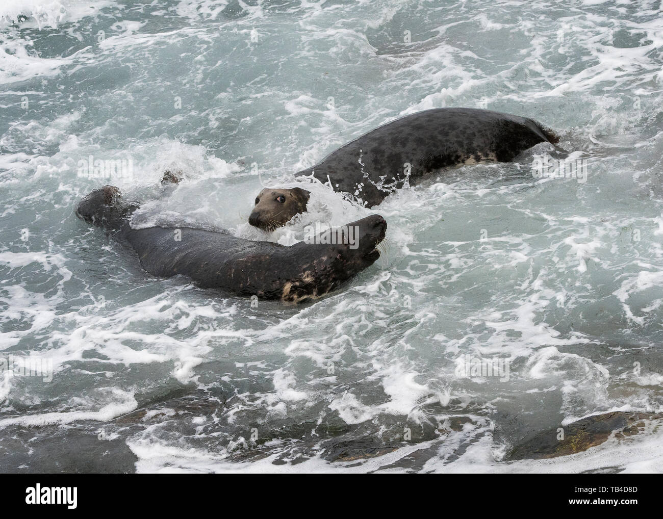 Grey Seals fighting in the surf, Shetland, Scotland Stock Photo - Alamy