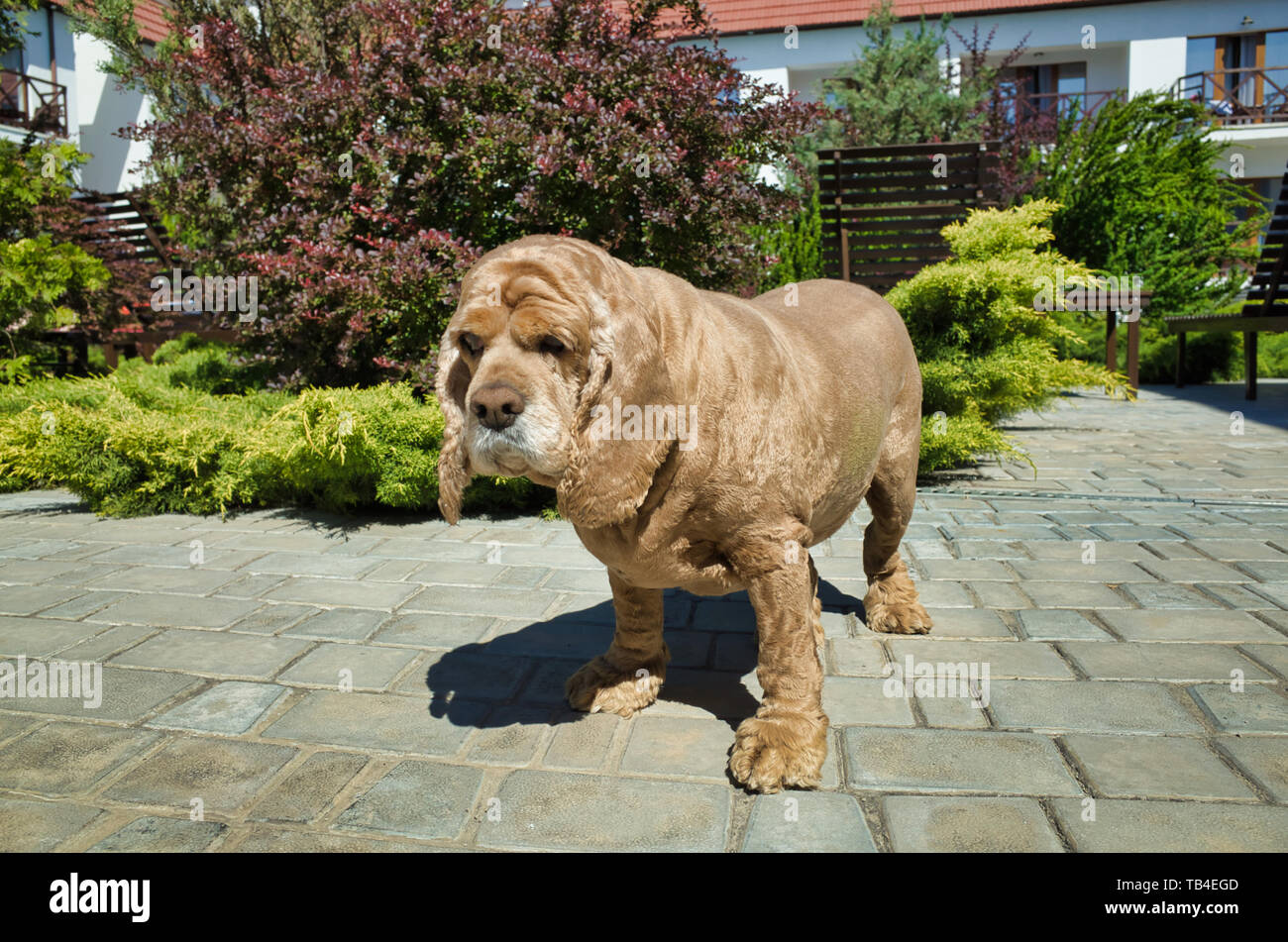 Cocker Spaniel golden color walks in the yard Stock Photo - Alamy