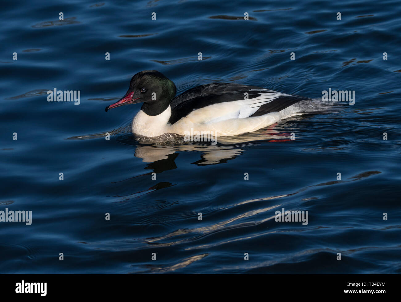 Sawbill With Fish High Resolution Stock Photography and Images - Alamy