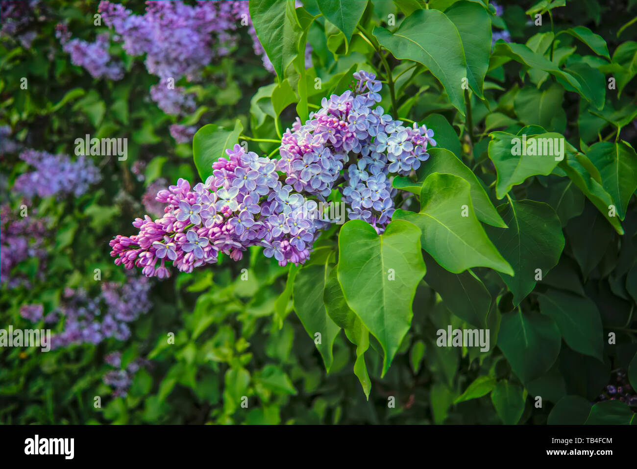 Branches of purple lilac. Background with beautiful blooming branch of ...