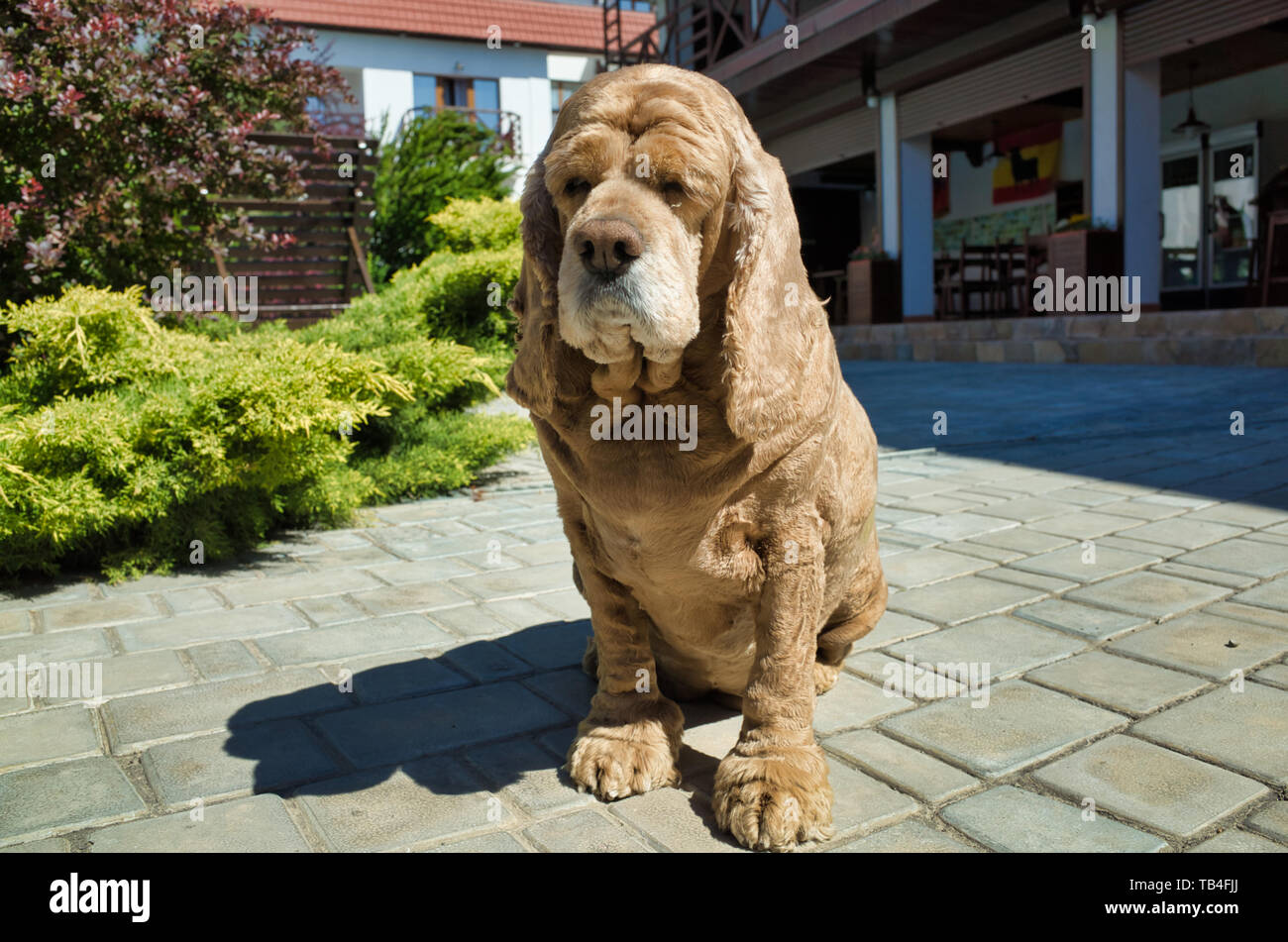 Cocker Spaniel golden color posing for photo camera Stock Photo - Alamy