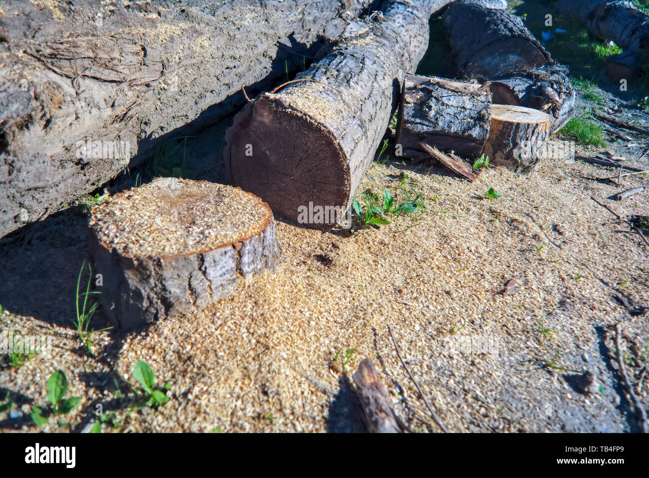 Cutting Down Trees High Resolution Stock Photography and Images - Alamy