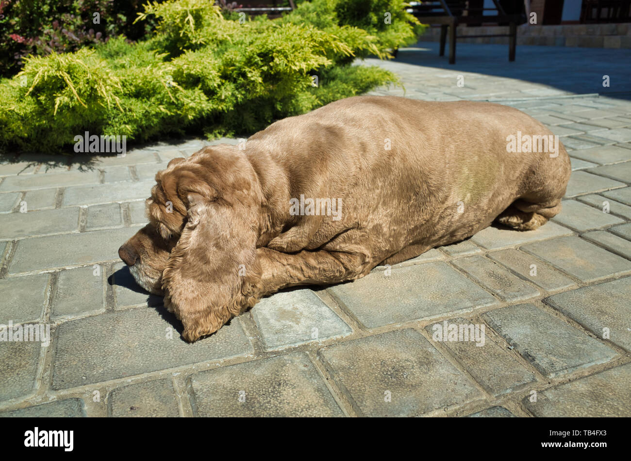 Adorable Cocker Spaniel resting in the sun at the house Stock Photo - Alamy