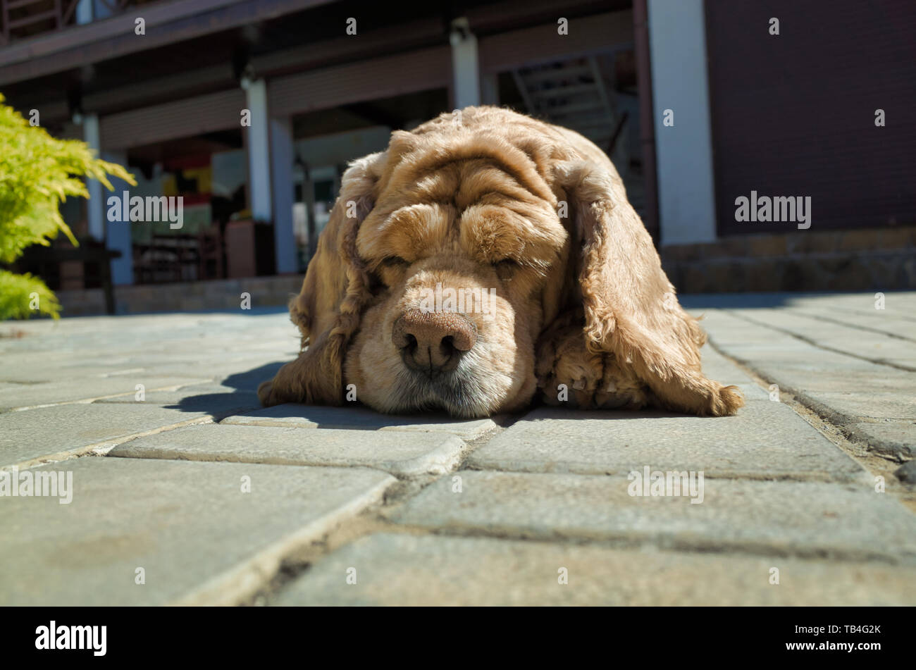 Adorable Cocker Spaniel resting in the sun at the house Stock Photo - Alamy