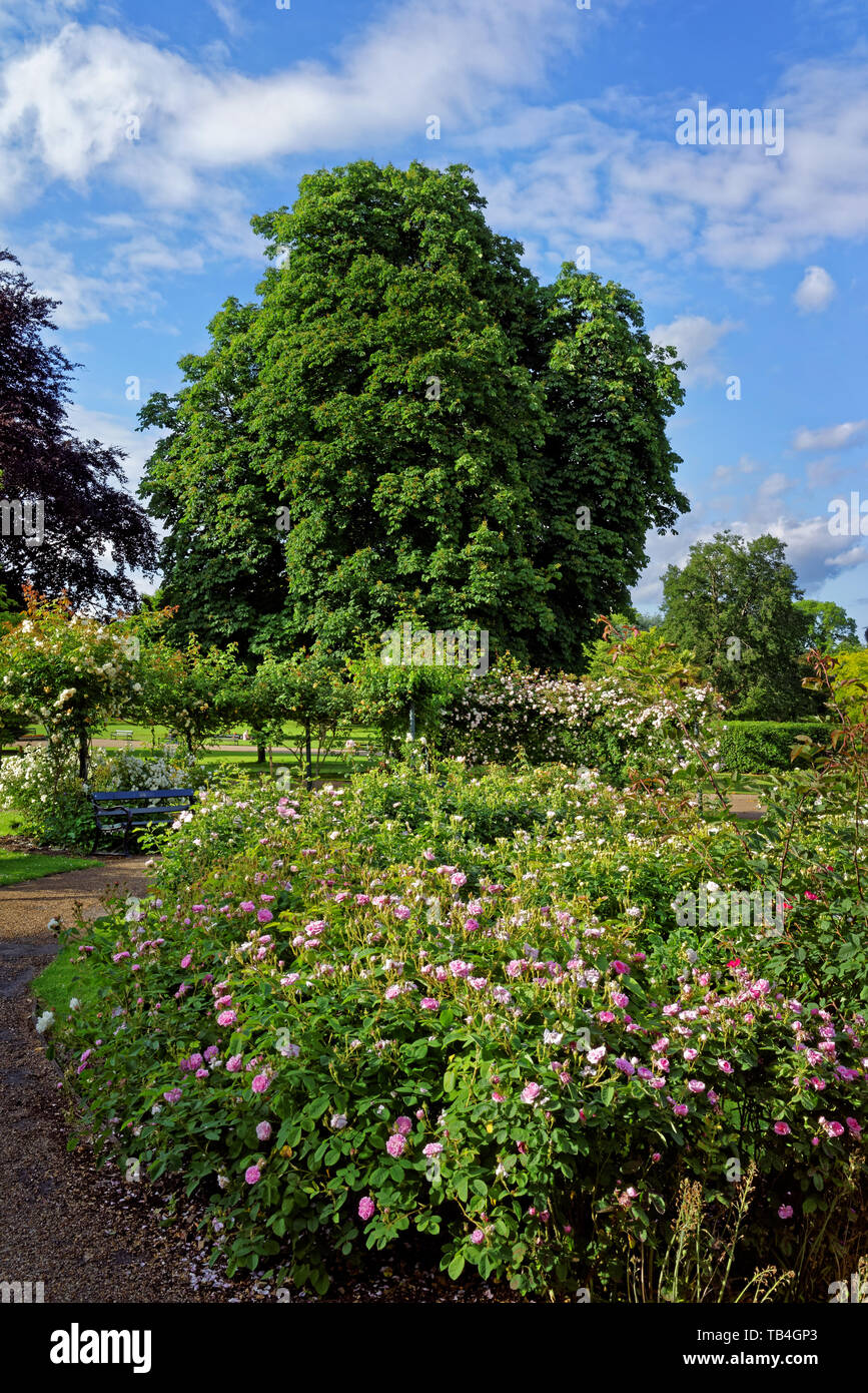 UK,South Yorkshire,Sheffield,Botanical Gardens,Rose Garden Stock Photo ...