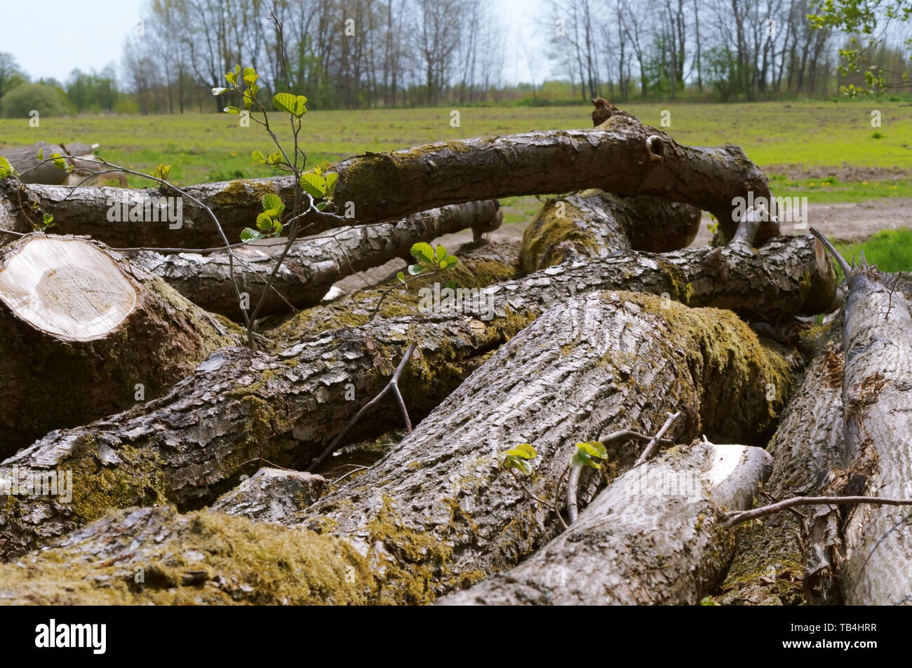 Felled forest landscape hi-res stock photography and images - Alamy