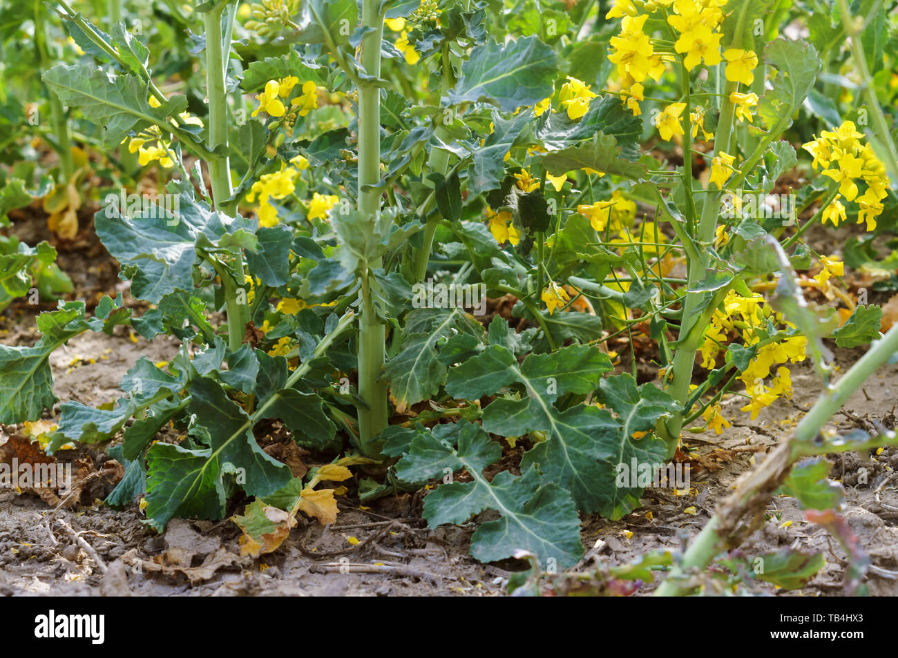 sowing crops of rapeseed, a flowering plant rape Stock Photo - Alamy