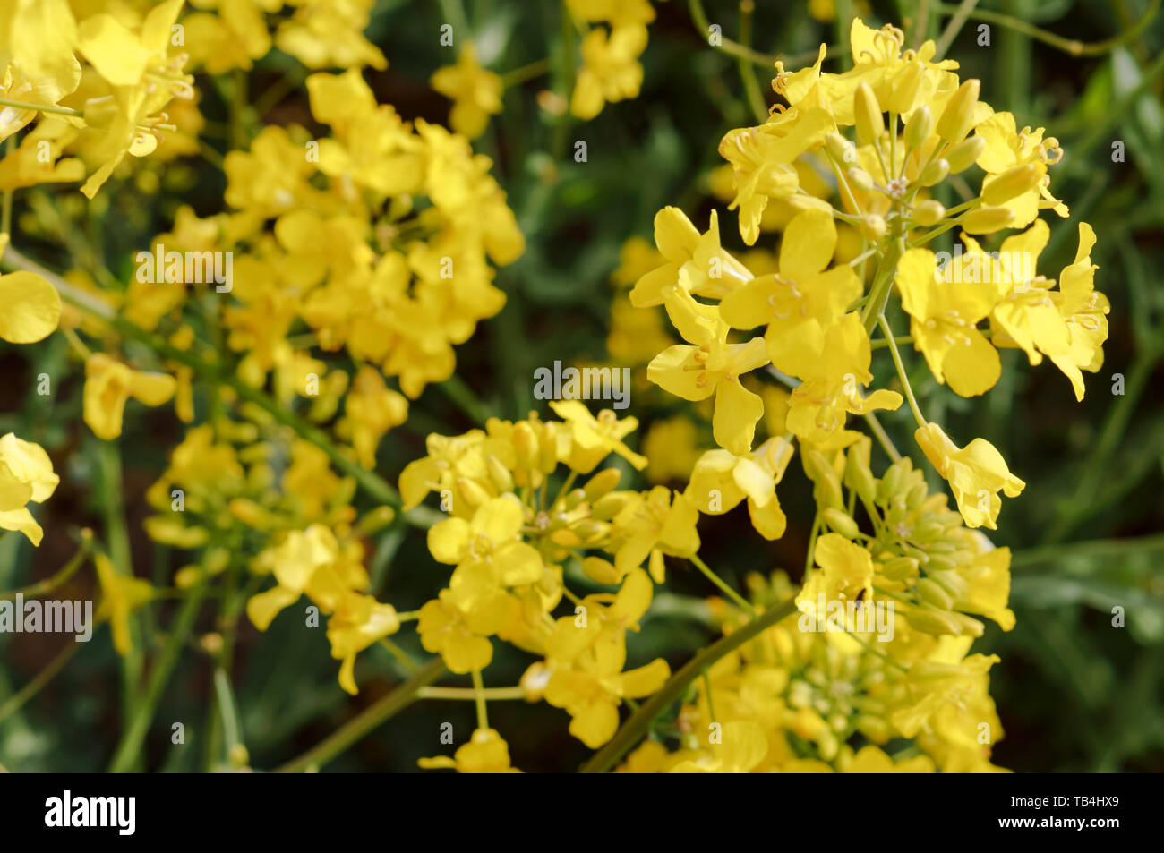 sowing crops of rapeseed, a flowering plant rape Stock Photo - Alamy