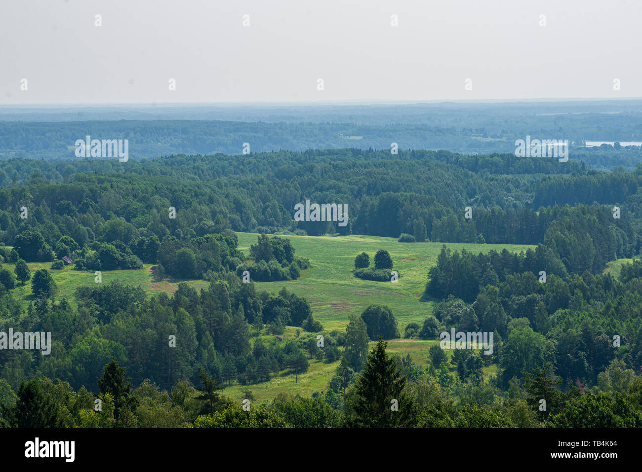 endless fields and forests with green trees under fog in countryside ...