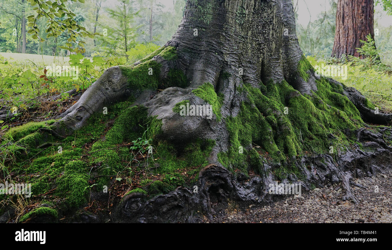 Exposed root system hi-res stock photography and images - Alamy