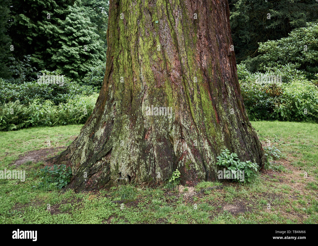 Large Tree Trunk Close up Stock Photo - Alamy