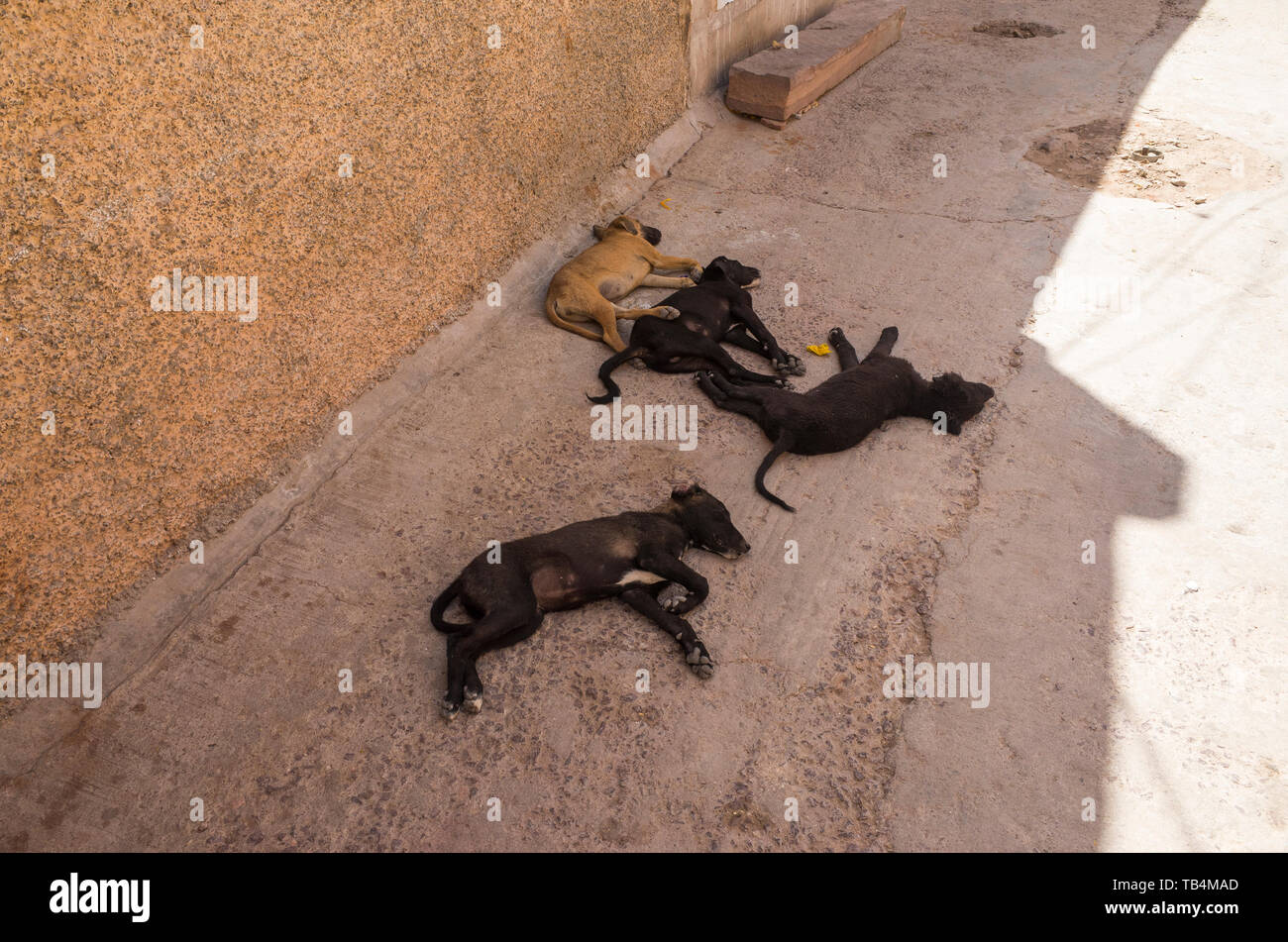 Pune / India - 03 30 2019, Beautiful OSHO Teerth Park, Nice sunny ...