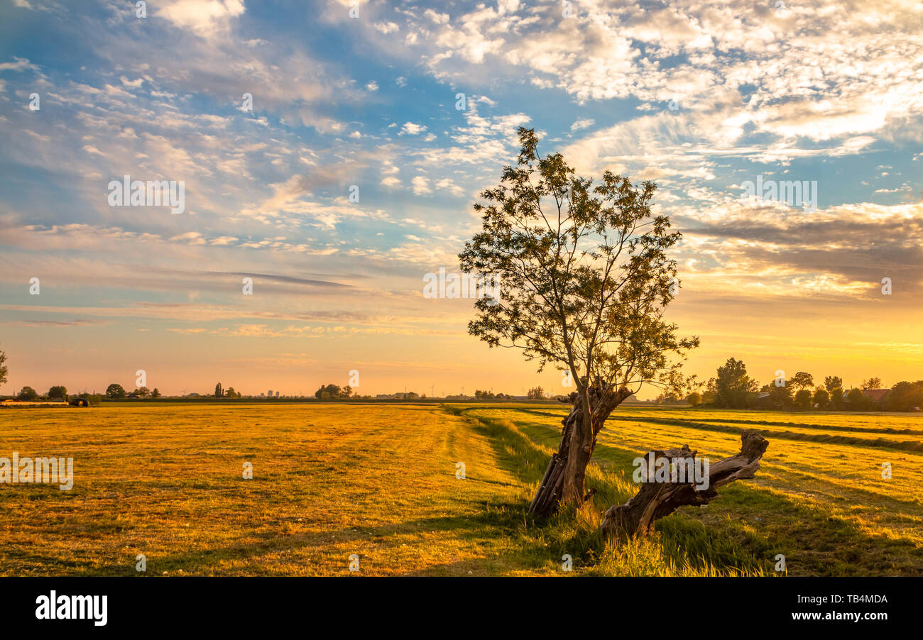A tree in a farm field landscape photo during sunrise Stock Photo - Alamy