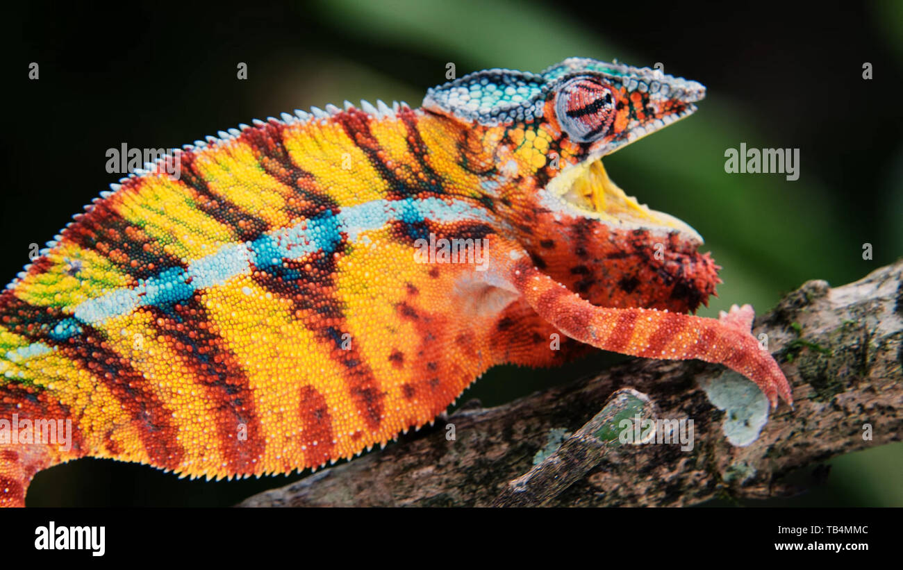 A professional image of the chameleon is taken quickly as she climbs ...