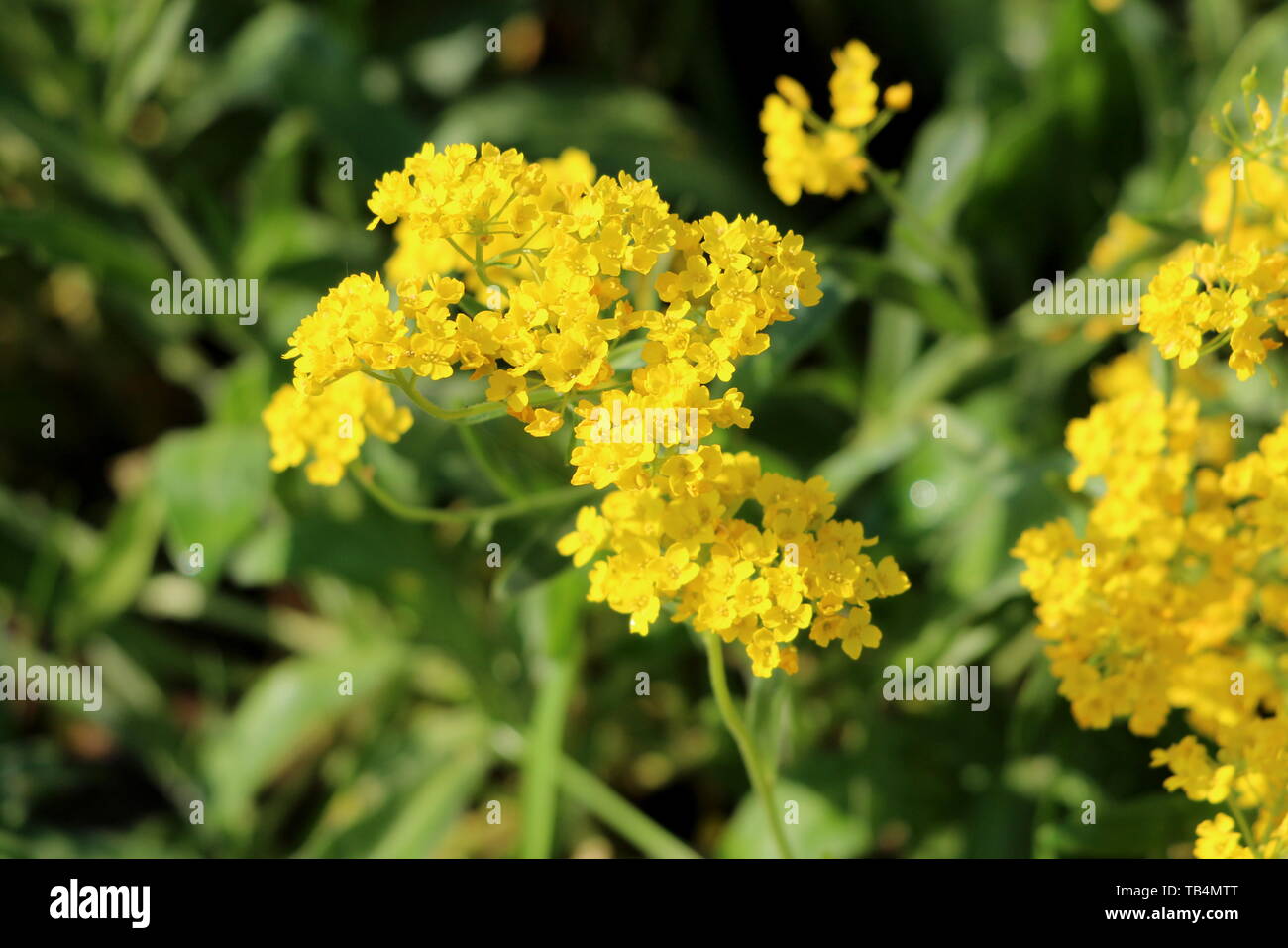 Basket of gold or Aurinia saxatilis or Goldentuft alyssum or Golden ...