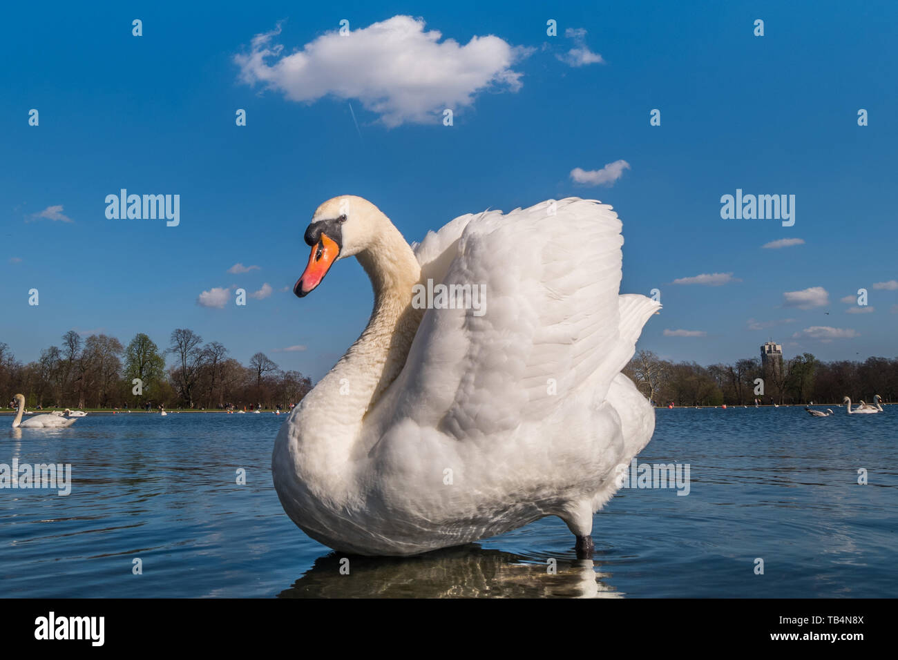 Beautiful white goose swimming in a pool or lake. Elegance Stock Photo ...