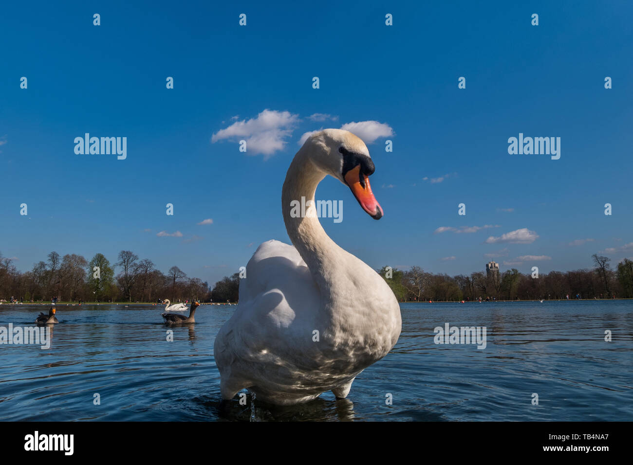 Beautiful white goose swimming in a pool or lake. Elegance Stock Photo ...