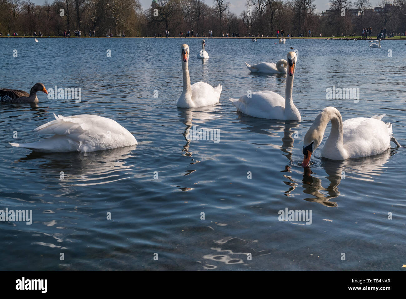Beautiful white goose swimming in a pool or lake. Elegance Stock Photo ...