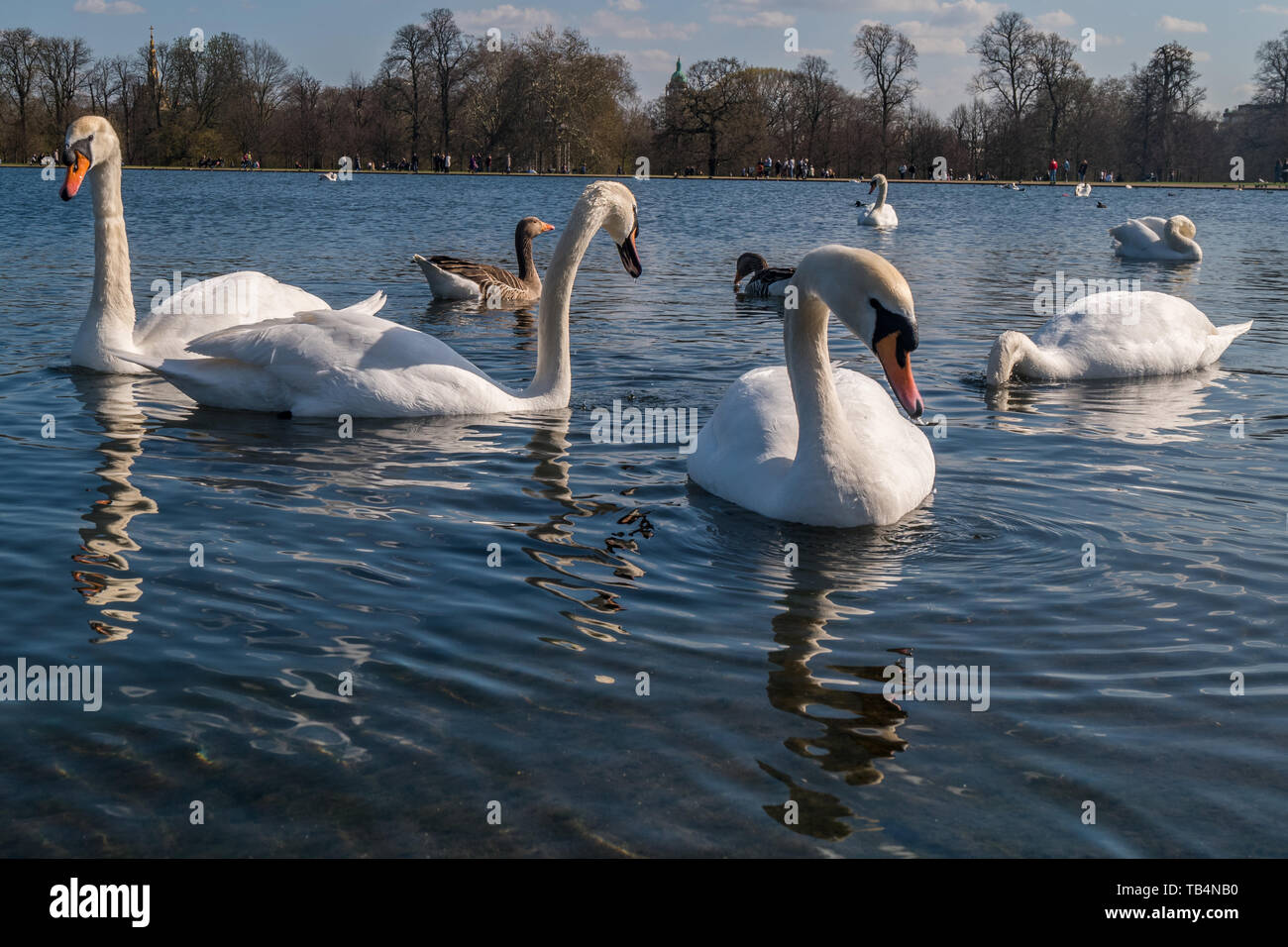 Beautiful white goose swimming in a pool or lake. Elegance Stock Photo ...
