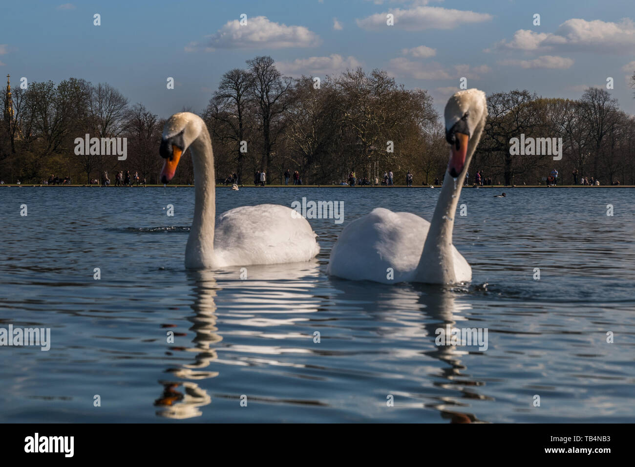 Beautiful white goose swimming in a pool or lake. Elegance Stock Photo ...