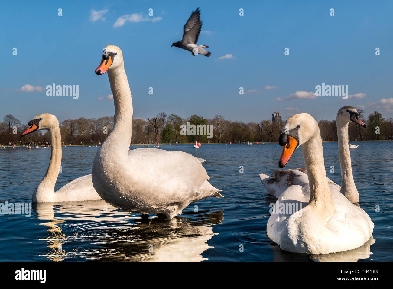 Beautiful white goose swimming in a pool or lake. Elegance Stock Photo ...