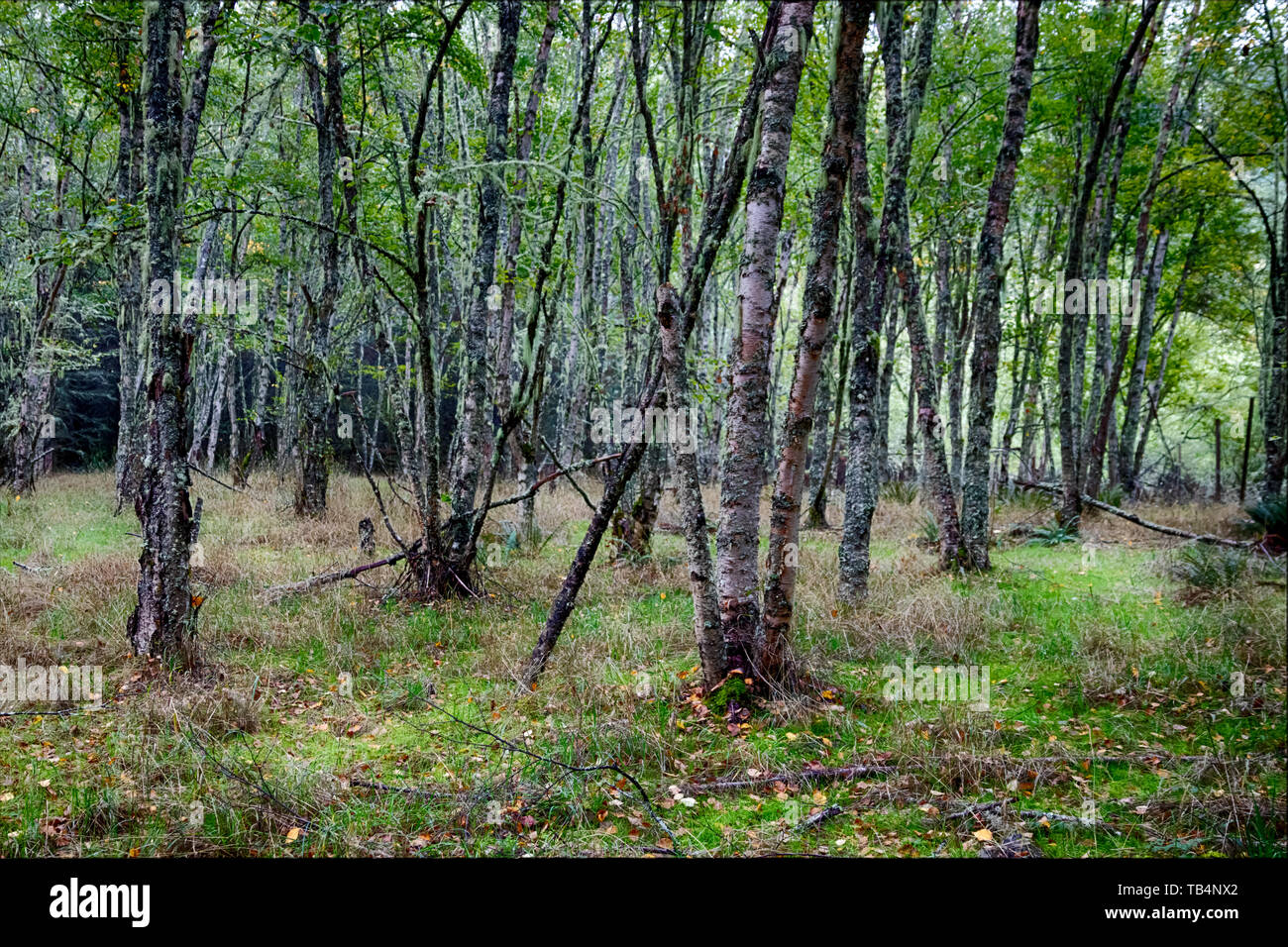 Autumn woodland forest with light showing through the trees Stock Photo ...