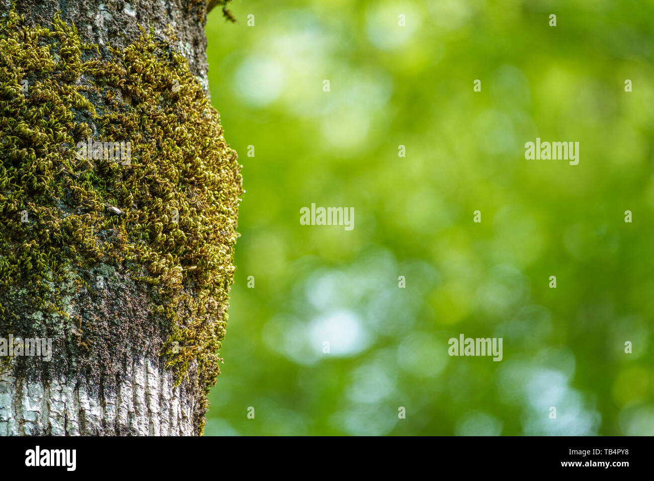 Moss-covered tree trunk with blurred green background. Green moss on ...