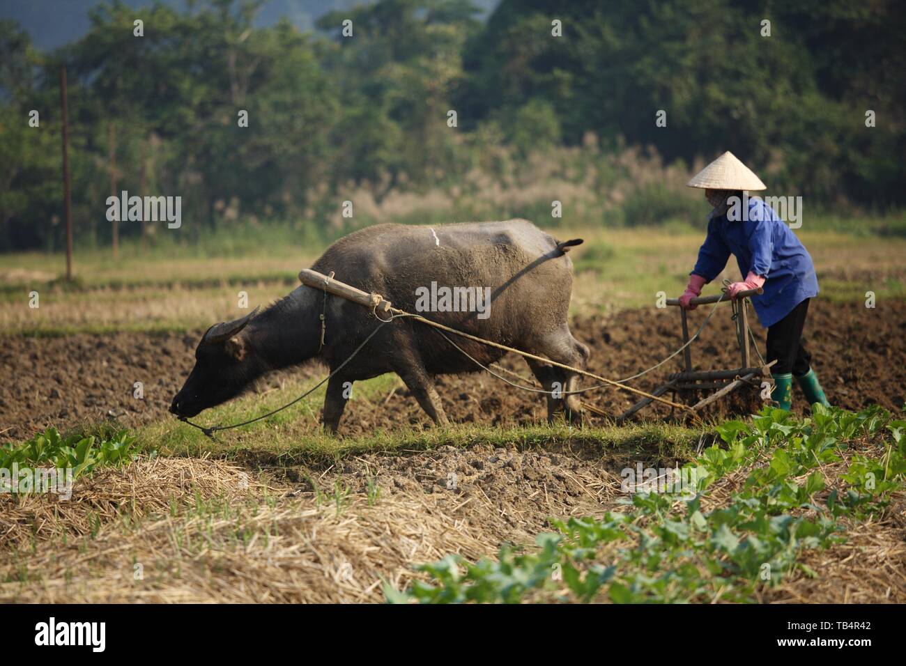 Woman ploughing field hi-res stock photography and images - Alamy
