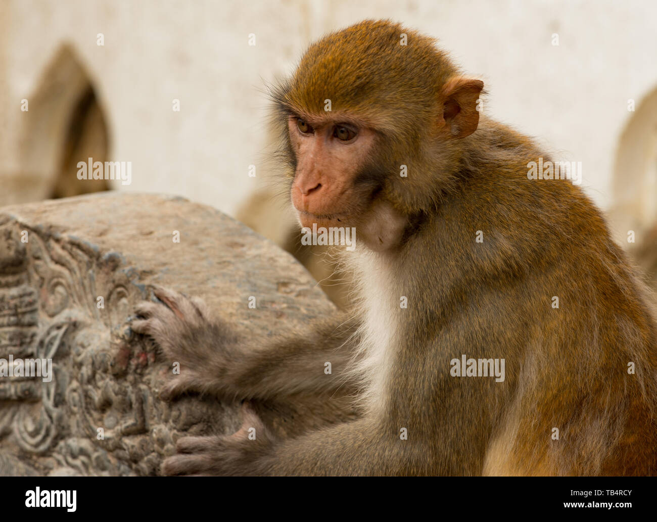 Monkey at a temple Stock Photo - Alamy