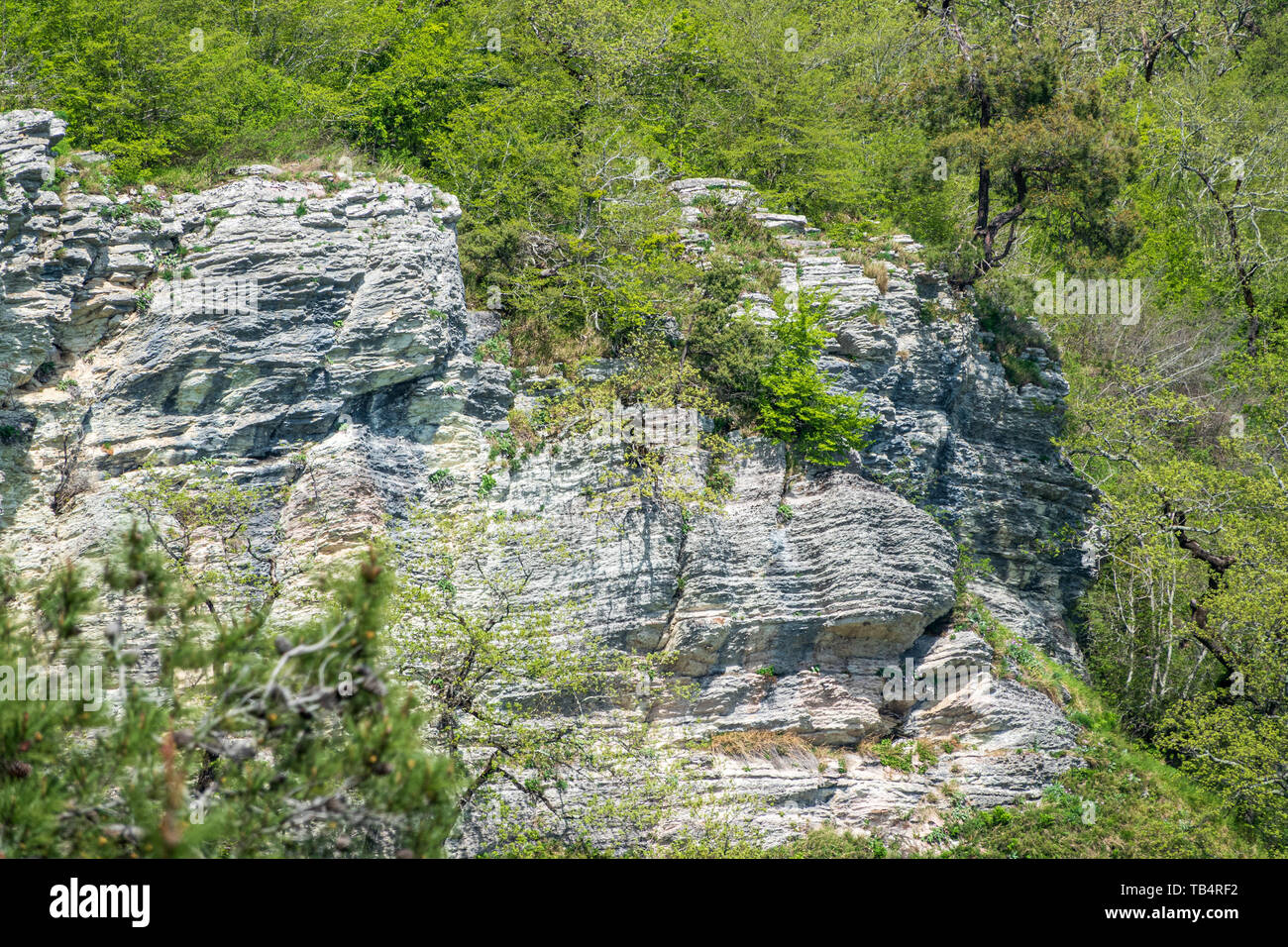 Rocky cliff in dense green forest. Spring colors in the mountain forest ...