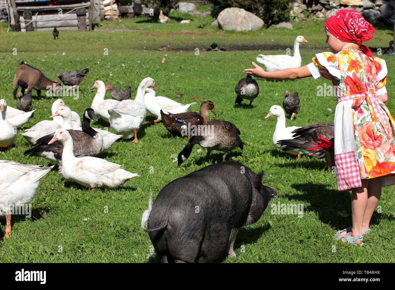 A Girl at a Petting Zoo with Farm Animals Stock Photo - Alamy