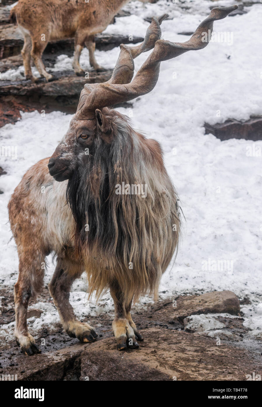 Markhor male (capra falconeri) with snow background Stock Photo - Alamy
