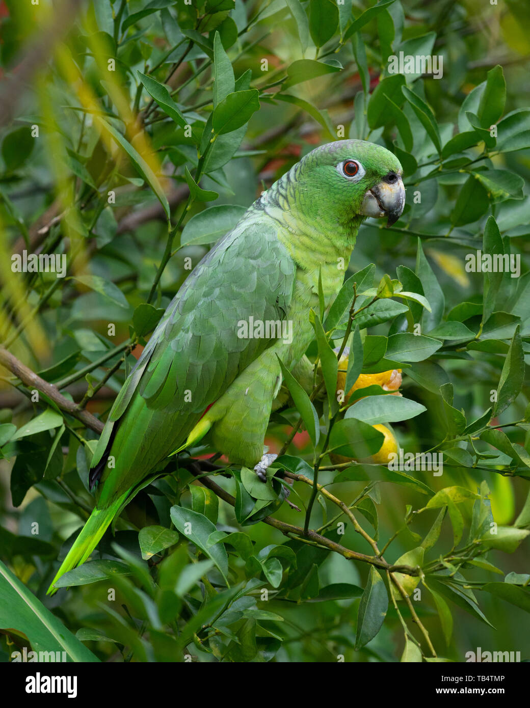 Mealy parrot amazona farinosa hi-res stock photography and images - Alamy