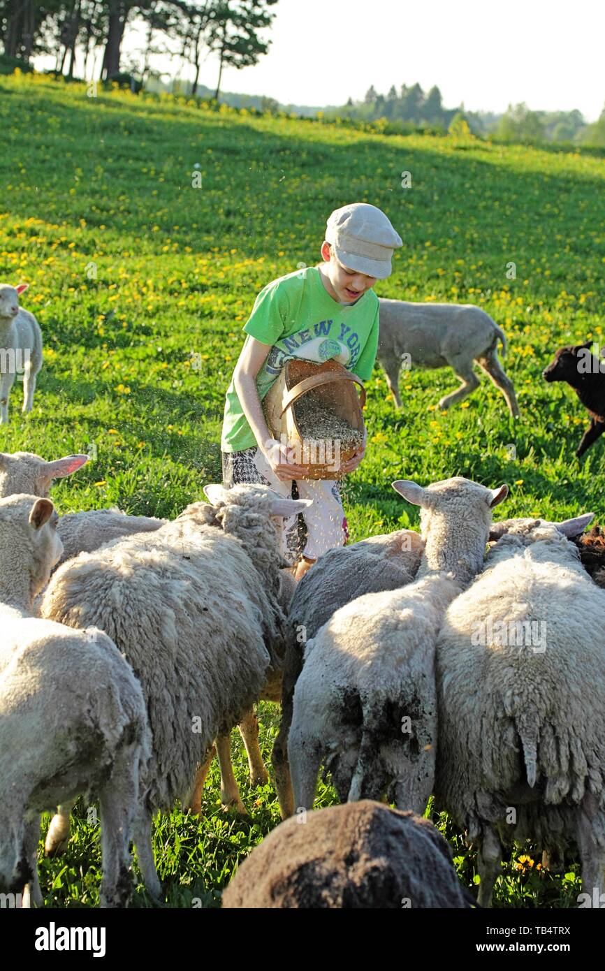 A boy feeding sheep Stock Photo - Alamy