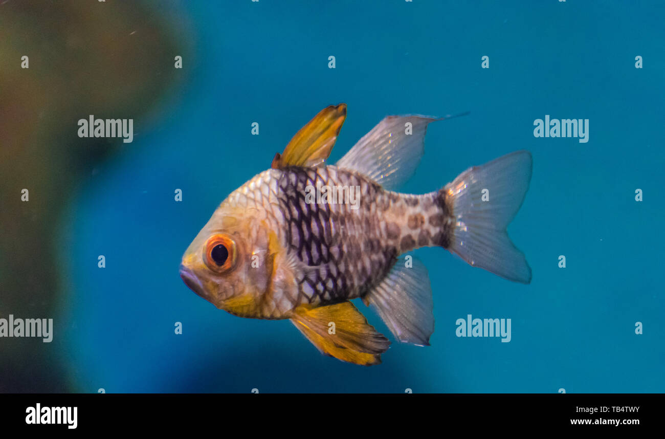 spotted cardinalfish portrait (Sphaeramia nematoptera) with blue water ...