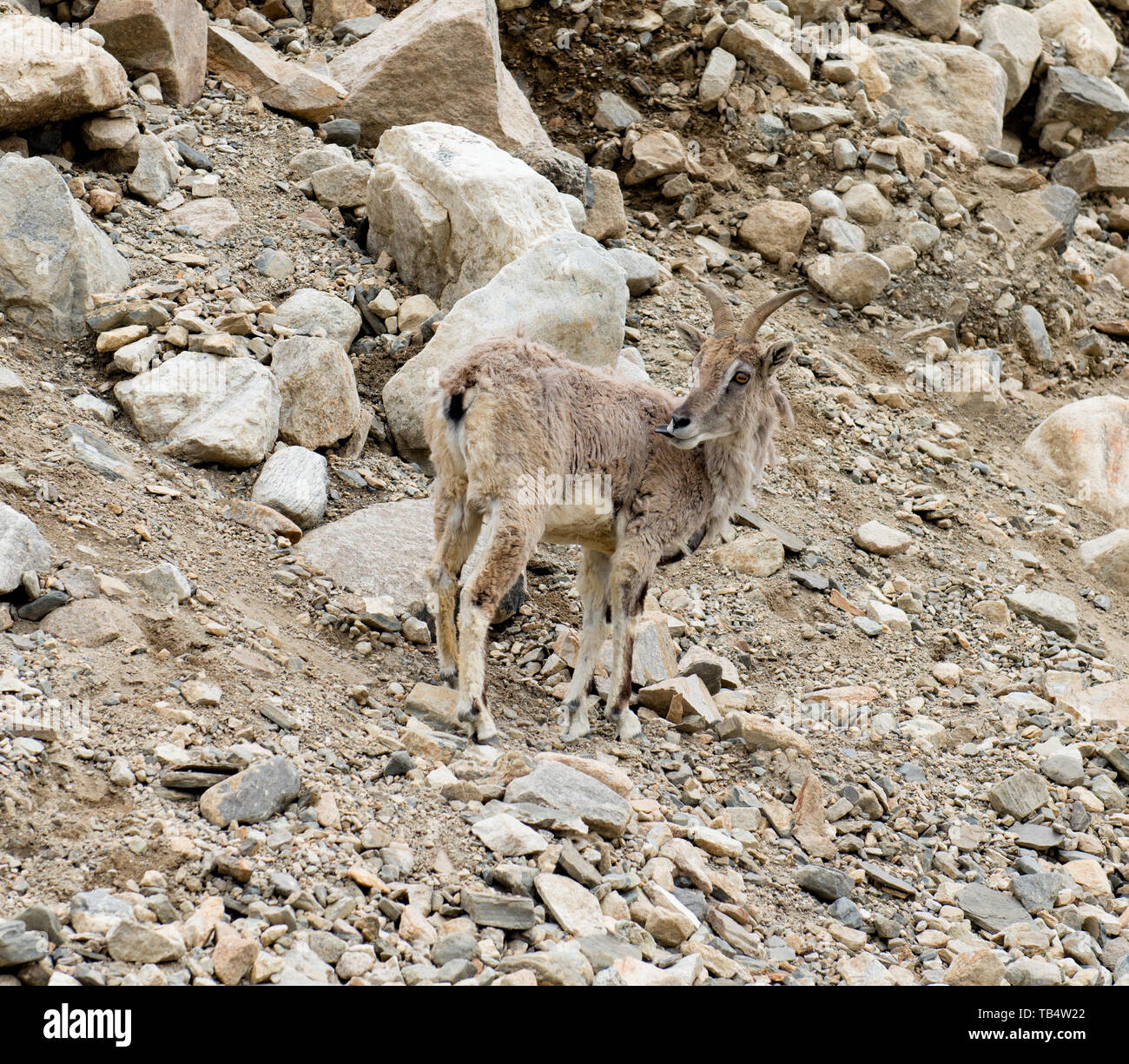 Himalayan blue sheep Stock Photo - Alamy