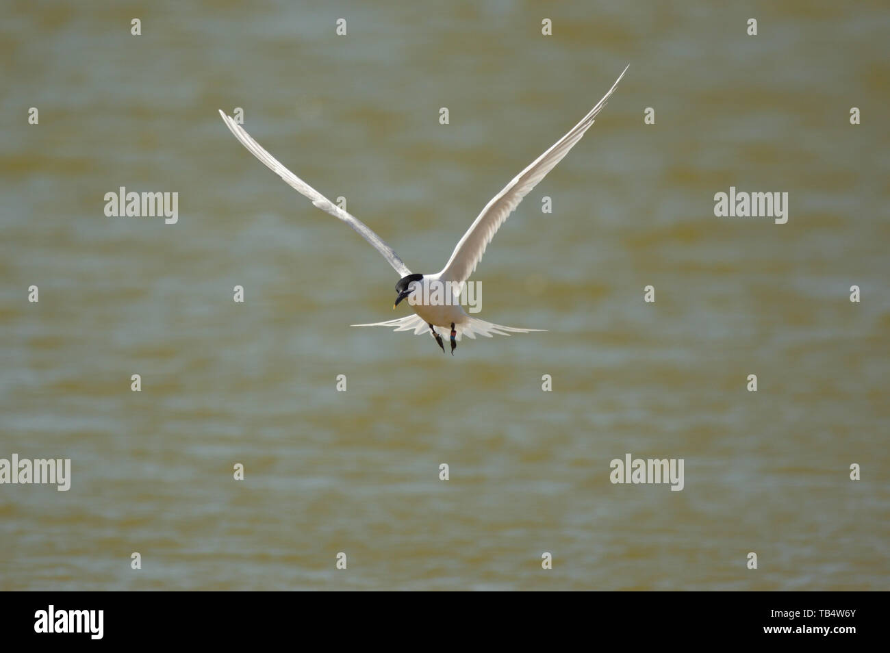 Tern species hi-res stock photography and images - Alamy