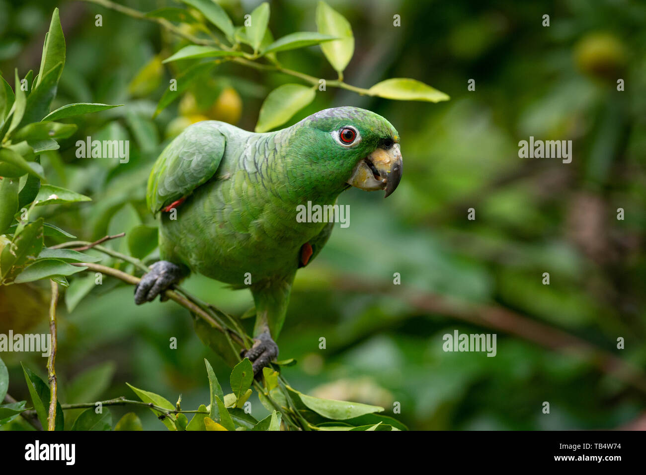 Amazona Farinosa Stock Photos & Amazona Farinosa Stock Images - Alamy