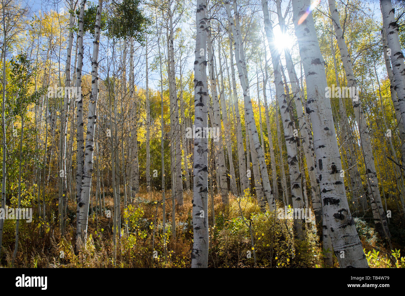Aspens at Peak Color in the Colorado Rocky Mountains in Vail, Colorado ...