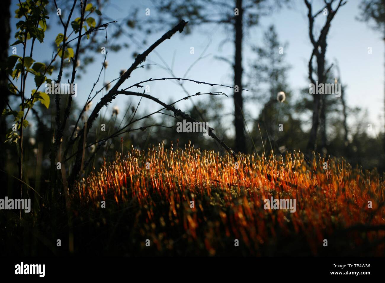 Polytrichum capsule hi-res stock photography and images - Alamy