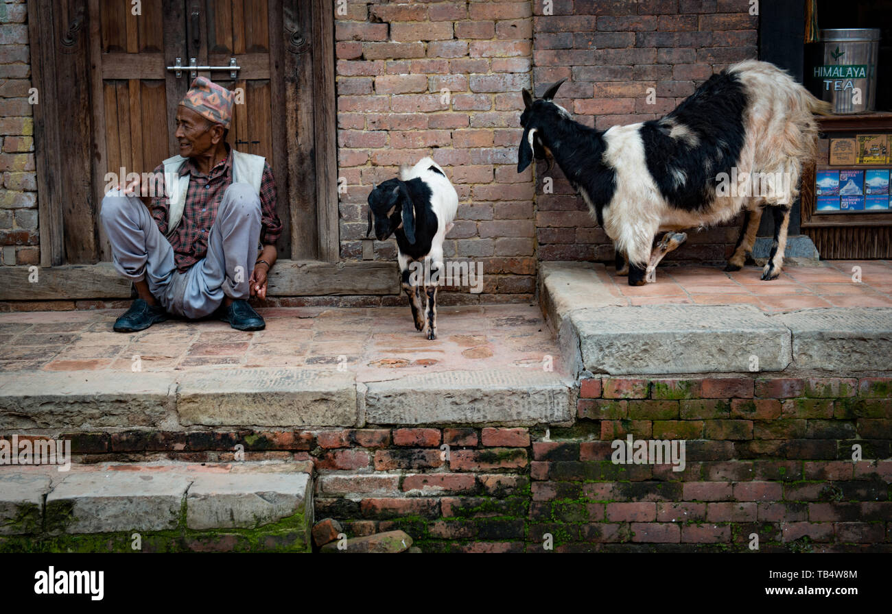 Nepalese goat hi-res stock photography and images - Alamy