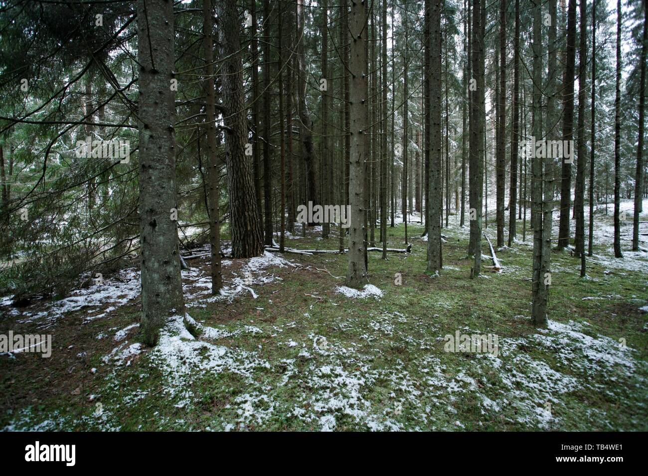 Conifer grove hi-res stock photography and images - Alamy
