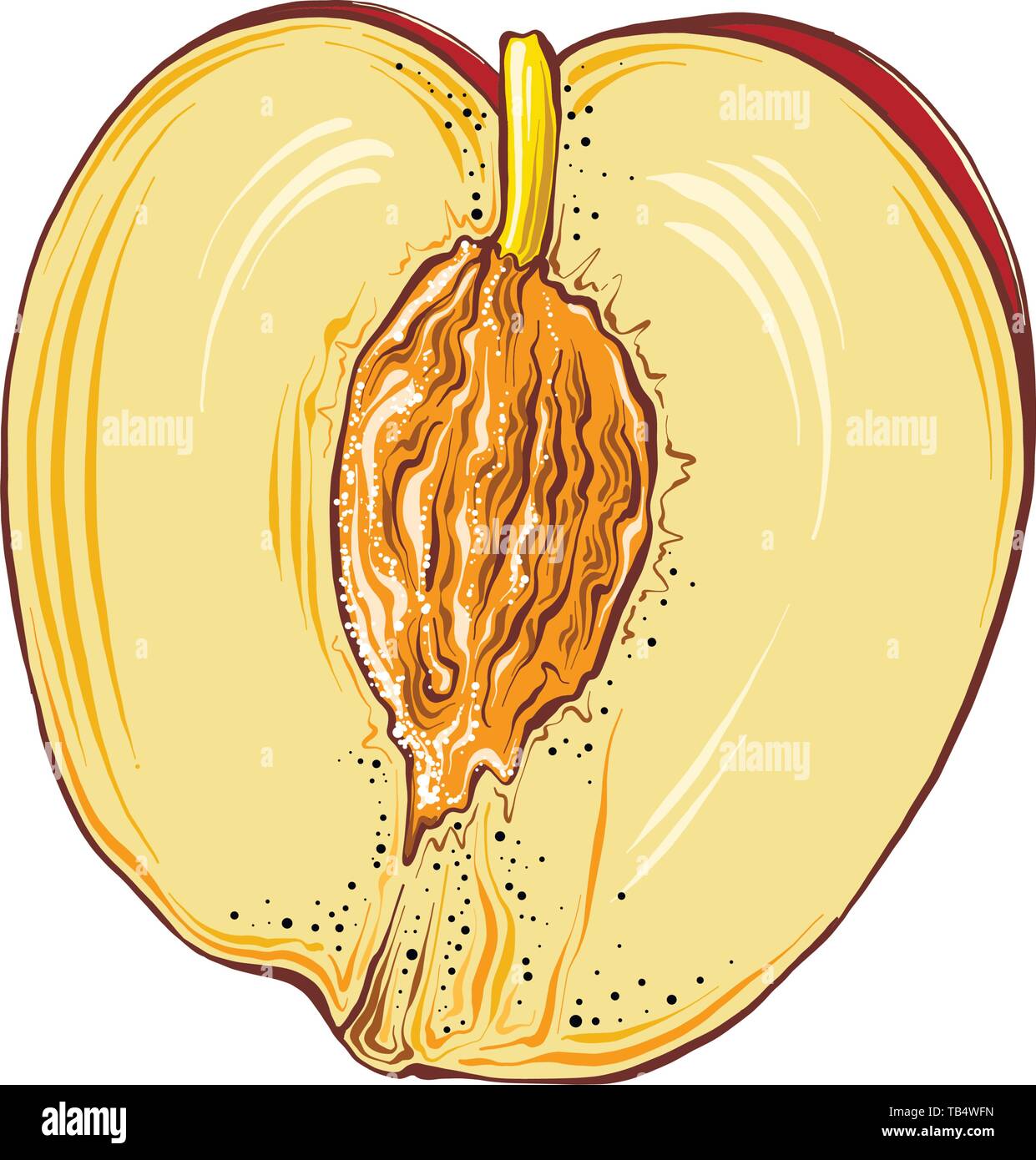 Hand drawn sketch of half peach in color. Isolated on white background ...