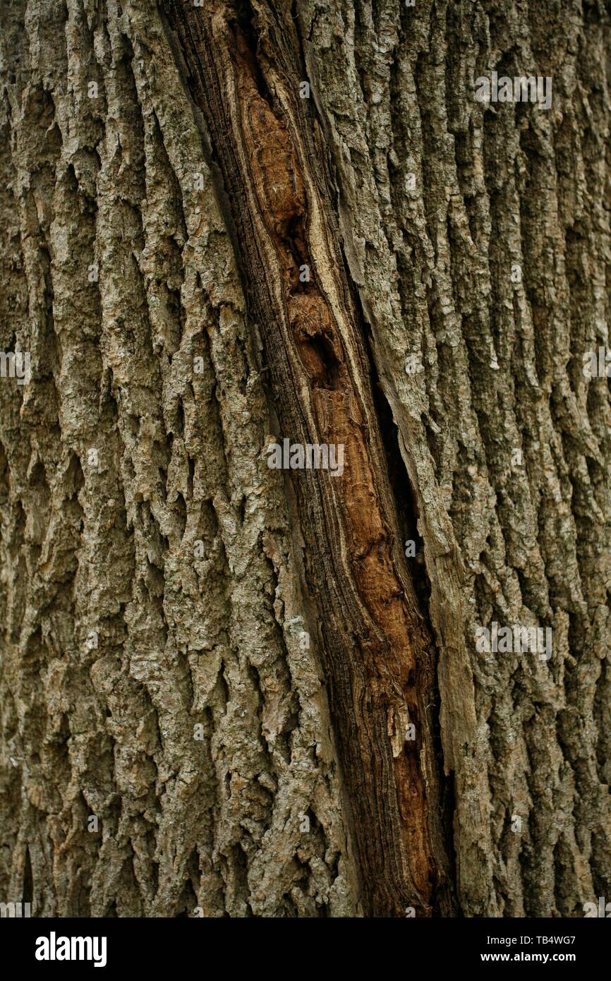 Crack in a tree Stock Photo - Alamy