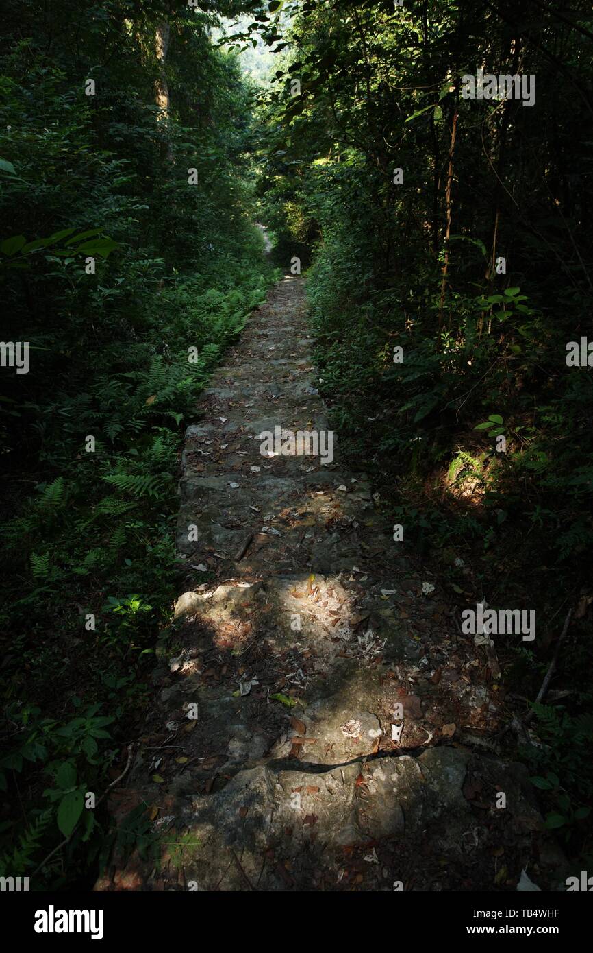 Cat Ba Forest Education Trail Stock Photo - Alamy