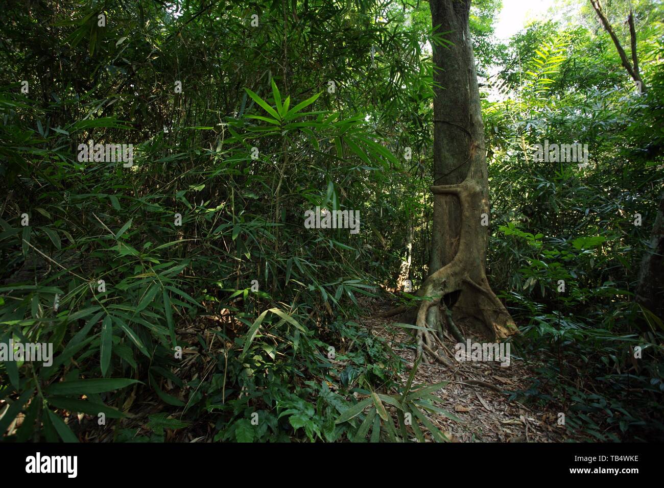 Cat Ba Forest Education Trail Stock Photo - Alamy