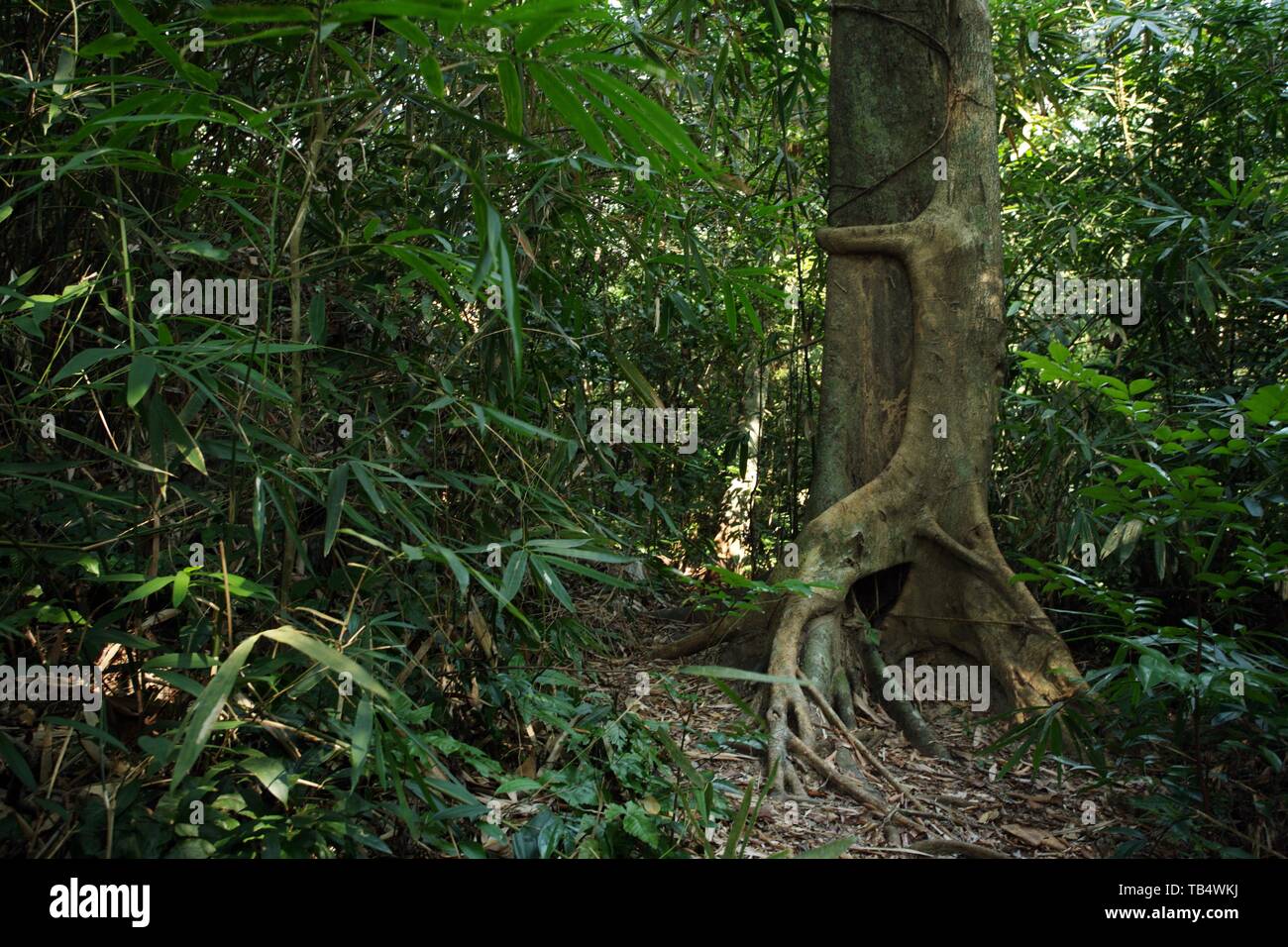 Cat Ba Forest Education Trail Stock Photo - Alamy