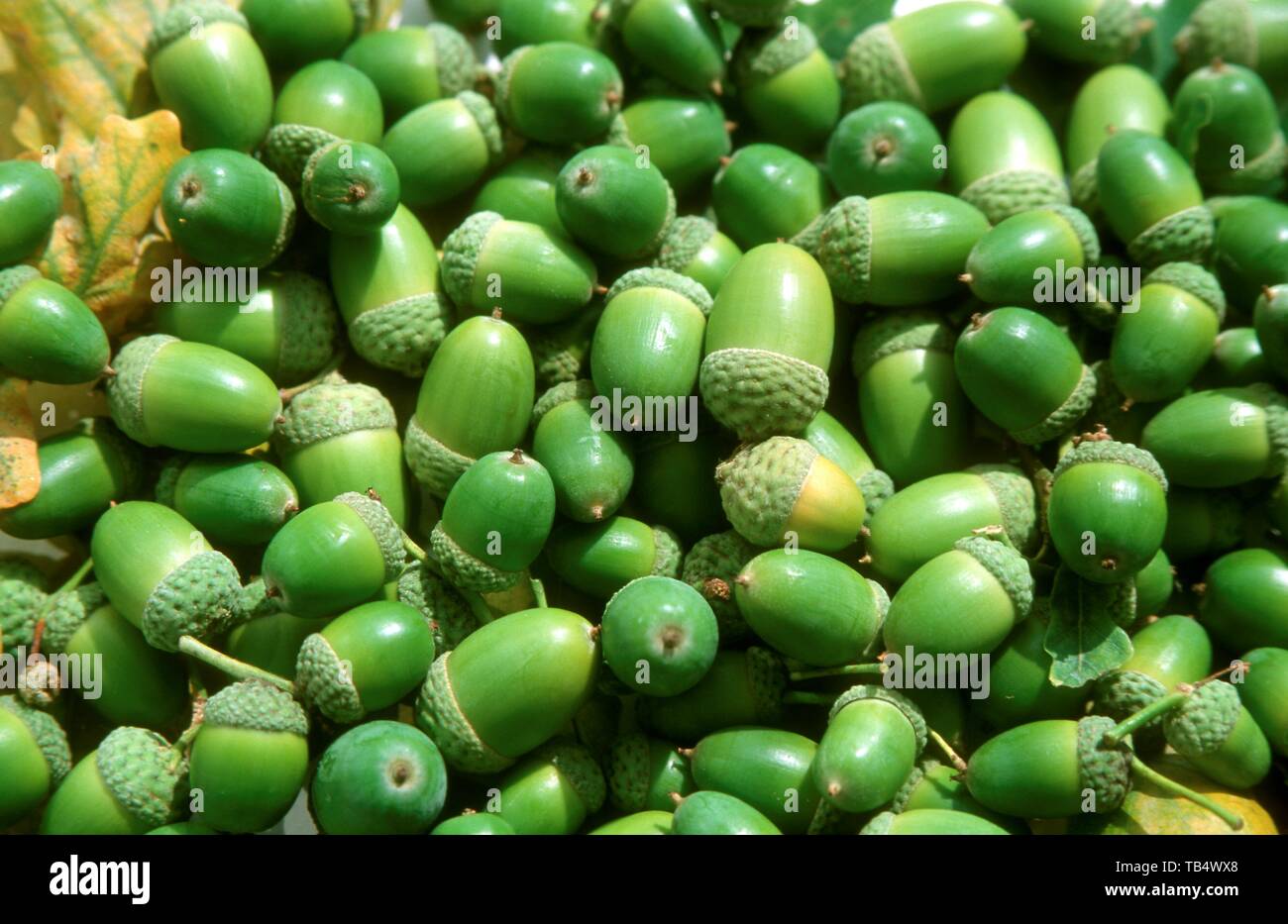 Pile of Green Acorns Stock Photo - Alamy